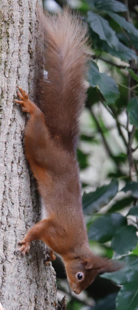 How to help our red squirrels and where did those greys come from in ...