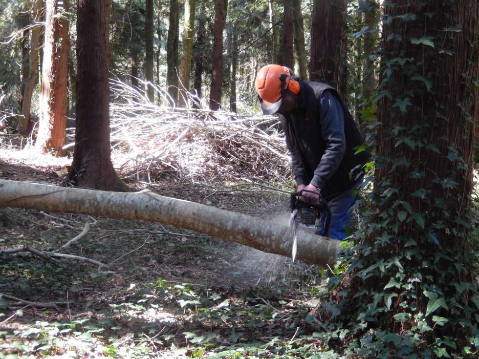 Howes Wood April 2025 Progress Report - Isle of Wight Red Squirrel Trust